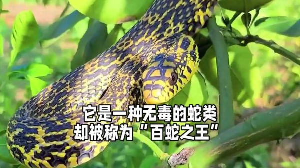 菜花蛇进家里是什么预兆_菜花蛇进屋吉凶解析-第1张图片-山城妙识