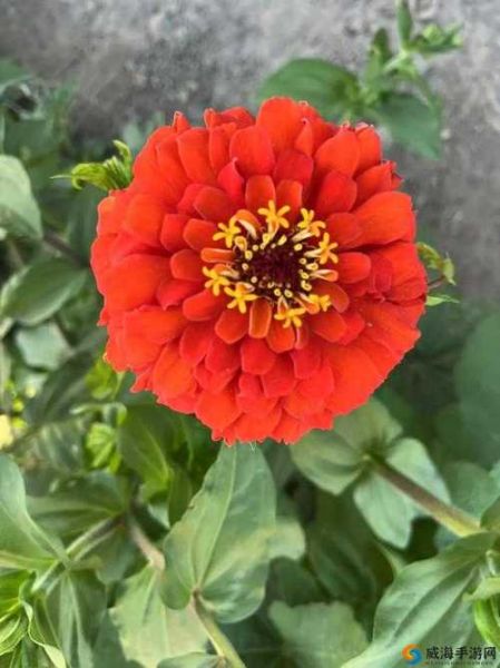 野花视频在线观看免费观看6_野花视频在线观看免费观看6怎么找资源-第1张图片-山城妙识