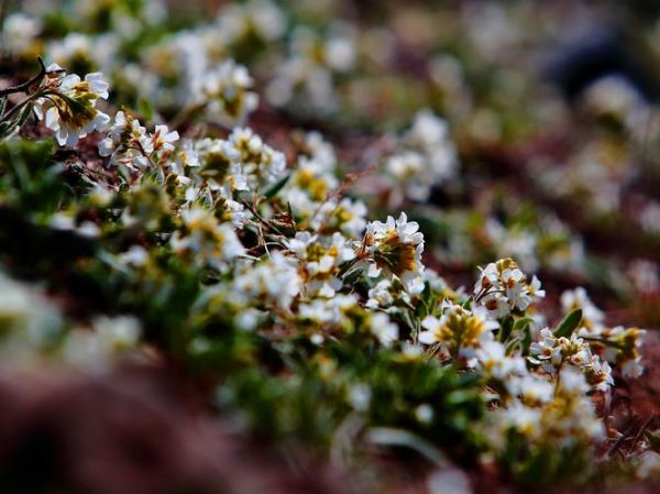 野花视频在线观看免费观看6_野花视频在线观看免费观看6怎么找资源-第2张图片-山城妙识