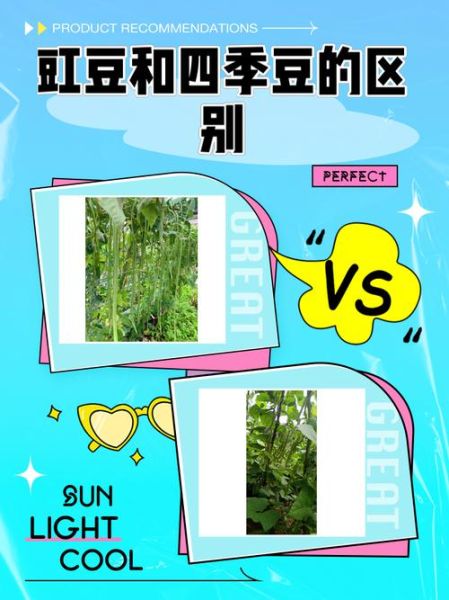 豆角有哪些品种_如何区分四季豆与豇豆-第1张图片-山城妙识