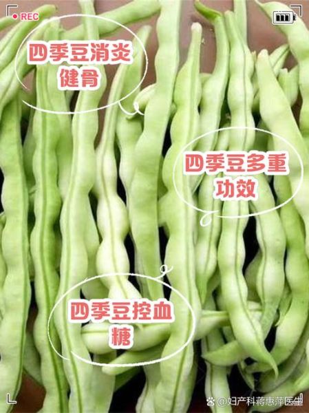 豆角有哪些品种_如何区分四季豆与豇豆-第3张图片-山城妙识