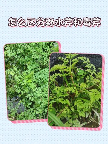 野芹菜能吃吗_野芹菜和毒芹怎么区分-第1张图片-山城妙识