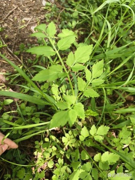 野芹菜能吃吗_野芹菜和毒芹怎么区分-第3张图片-山城妙识