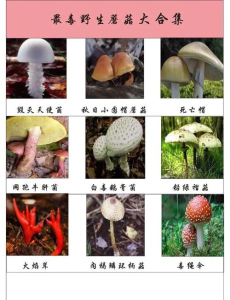 世界十大致命毒蘑菇有哪些_中毒后还能救吗-第1张图片-山城妙识