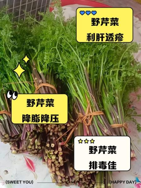 野芹菜能吃吗_野芹菜和毒芹怎么区分-第2张图片-山城妙识