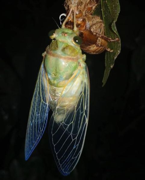 蝉图片_蝉为什么叫个不停-第3张图片-山城妙识