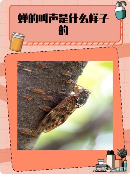 蝉图片_蝉为什么叫个不停-第1张图片-山城妙识