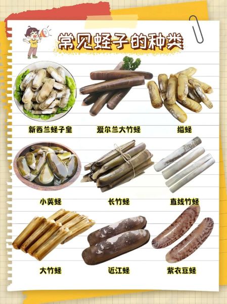 蛏子多少钱一斤_蛏子价格受哪些因素影响-第3张图片-山城妙识