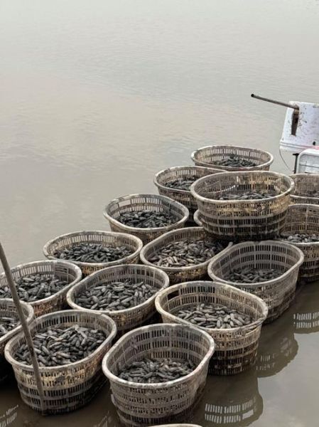 蛏子多少钱一斤_蛏子价格受哪些因素影响-第2张图片-山城妙识