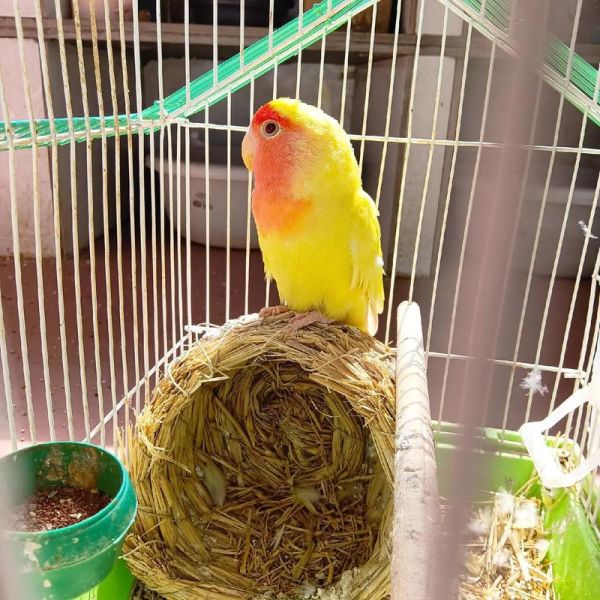 黄桃鹦鹉怎么养_黄桃鹦鹉会说话吗-第2张图片-山城妙识 黄桃鹦鹉怎么养_黄桃鹦鹉会说话吗-第2张图片-山城妙识