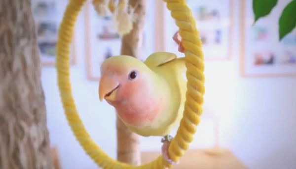 黄桃鹦鹉怎么养_黄桃鹦鹉会说话吗-第1张图片-山城妙识 黄桃鹦鹉怎么养_黄桃鹦鹉会说话吗-第1张图片-山城妙识