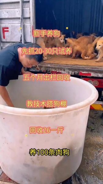 肉狗养殖场赚钱吗_肉狗养殖成本利润分析-第1张图片-山城妙识 肉狗养殖场赚钱吗_肉狗养殖成本利润分析-第1张图片-山城妙识