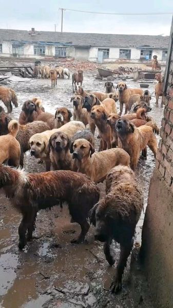 肉狗养殖场赚钱吗_肉狗养殖成本利润分析-第2张图片-山城妙识 肉狗养殖场赚钱吗_肉狗养殖成本利润分析-第2张图片-山城妙识