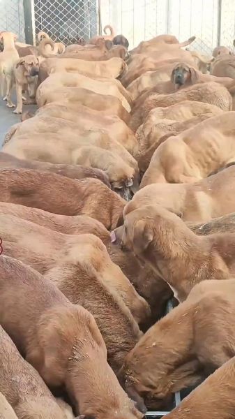 肉狗养殖场赚钱吗_肉狗养殖成本利润分析-第3张图片-山城妙识 肉狗养殖场赚钱吗_肉狗养殖成本利润分析-第3张图片-山城妙识