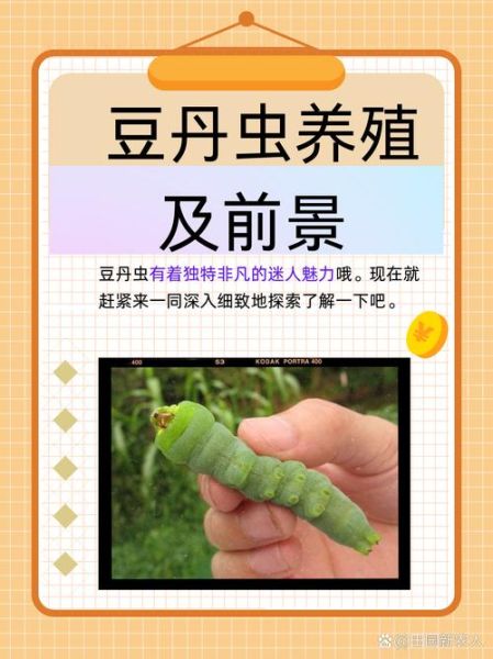 豆丹虫养殖技术_豆丹虫养殖前景怎么样-第1张图片-山城妙识 豆丹虫养殖技术_豆丹虫养殖前景怎么样-第1张图片-山城妙识