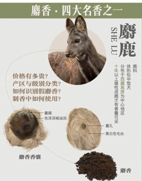 麝香的功效与作用价格_麝香多少钱一克-第2张图片-山城妙识