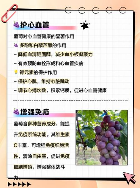 葡萄的功效与作用有哪些_吃葡萄有什么好处-第3张图片-山城妙识