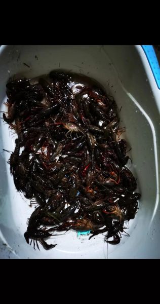 野生龙虾吃什么食物_野生龙虾的食物来源有哪些-第1张图片-山城妙识 野生龙虾吃什么食物_野生龙虾的食物来源有哪些-第1张图片-山城妙识