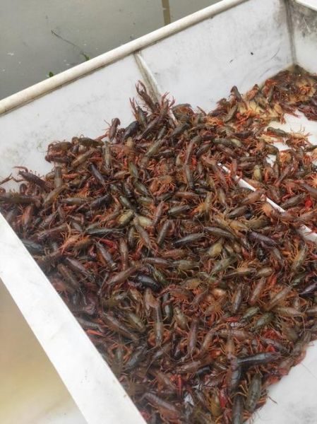 野生龙虾吃什么食物_野生龙虾的食物来源有哪些-第3张图片-山城妙识 野生龙虾吃什么食物_野生龙虾的食物来源有哪些-第3张图片-山城妙识