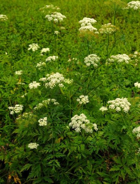 酒川芎的功效与作用_酒川芎和川芎区别-第1张图片-山城妙识