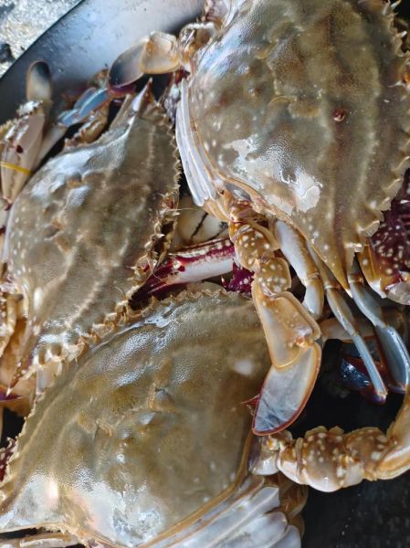 青岛梭子蟹多少钱一斤_2024最新价格行情-第1张图片-山城妙识