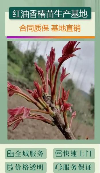 香椿种子怎么种_香椿种子几天发芽-第3张图片-山城妙识