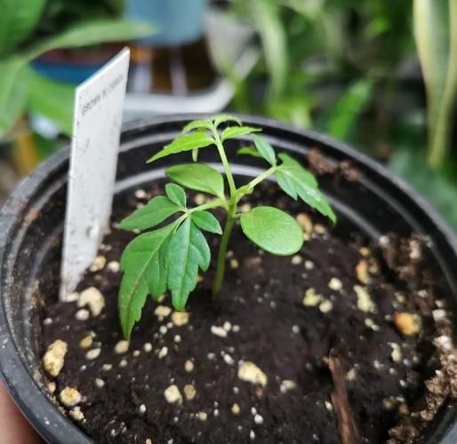 香椿种子怎么种_香椿种子几天发芽-第2张图片-山城妙识