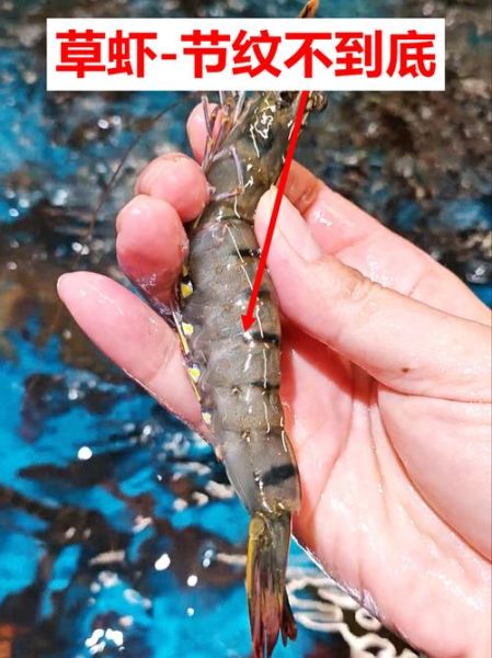 花龙虾和青龙虾的区别_哪个更好吃-第2张图片-山城妙识