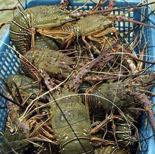 花龙虾和青龙虾的区别_哪个更好吃-第3张图片-山城妙识