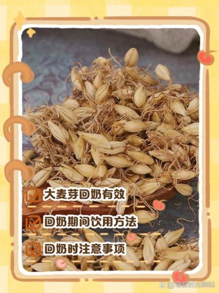 麦芽水回奶怎么煮_麦芽水回奶的正确做法-第1张图片-山城妙识