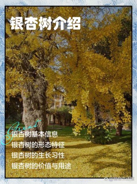 银杏树多久能长大_银杏树适合种在哪些地方-第3张图片-山城妙识 银杏树多久能长大_银杏树适合种在哪些地方-第3张图片-山城妙识