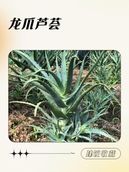 龙爪芦荟的功效与作用_龙爪芦荟怎么吃效果最好-第1张图片-山城妙识