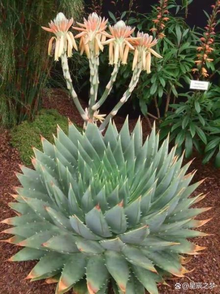 芦荟涂脸的正确方法_芦荟直接涂脸会不会过敏-第2张图片-山城妙识