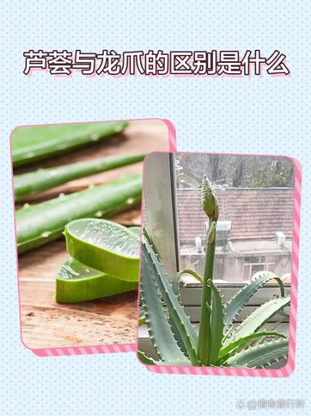 龙爪芦荟的功效与作用_龙爪芦荟怎么吃效果最好-第2张图片-山城妙识