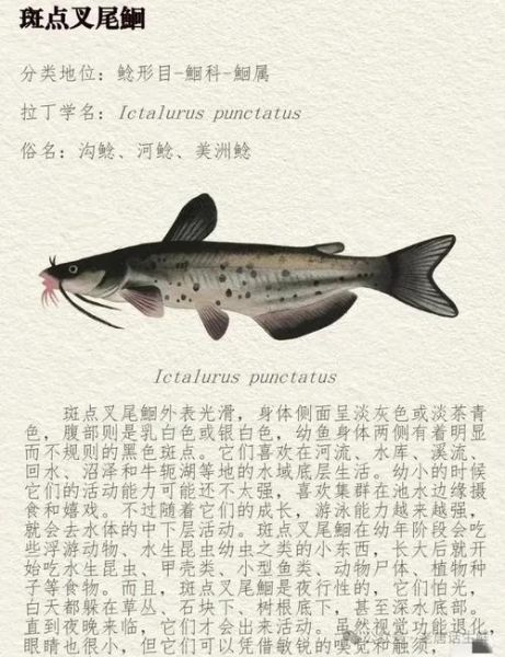 鲶鱼贵还是黑鱼贵_哪个更值得买-第3张图片-山城妙识