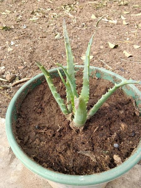 龙爪芦荟的功效与作用_龙爪芦荟怎么吃效果最好-第3张图片-山城妙识