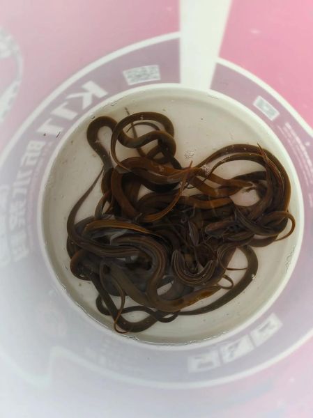 黄鳝价格行情_今日黄鳝多少钱一斤-第1张图片-山城妙识