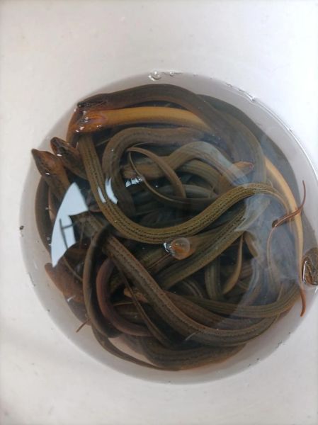 黄鳝价格行情_今日黄鳝多少钱一斤-第2张图片-山城妙识