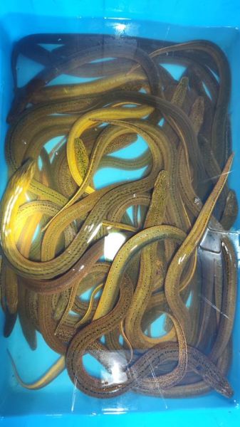 黄鳝价格行情_今日黄鳝多少钱一斤-第3张图片-山城妙识