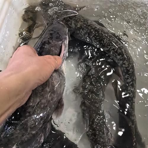 鲶鱼怎么杀_鲶鱼怎么清洗-第1张图片-山城妙识