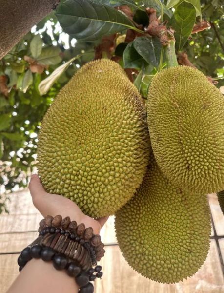 菠萝蜜的营养价值高吗_吃菠萝蜜有什么好处-第3张图片-山城妙识