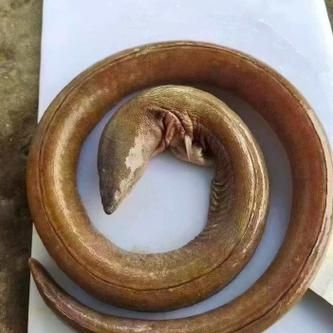 鳗鱼多少钱一斤_2021市场价是多少-第2张图片-山城妙识