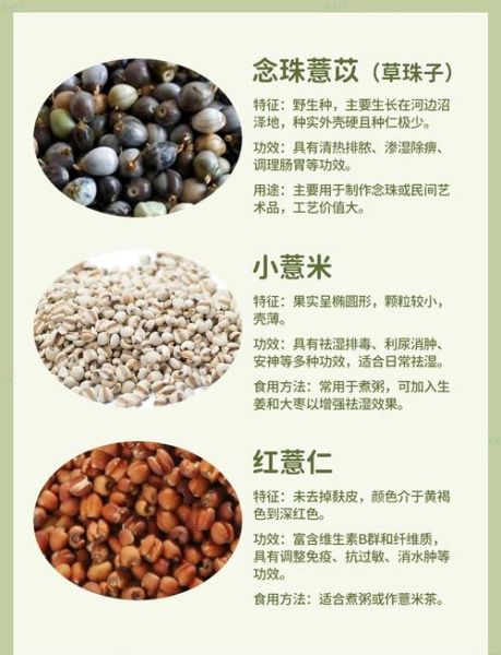 薏米可以天天吃吗_薏米的药用价值有哪些-第1张图片-山城妙识