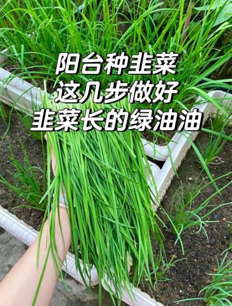韭菜什么时候种_韭菜怎么种才高产-第2张图片-山城妙识