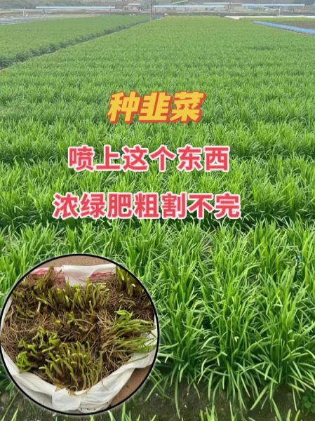 韭菜什么时候种_韭菜怎么种才高产-第1张图片-山城妙识