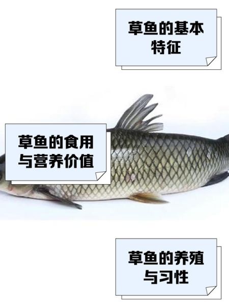 鲩鱼是草鱼吗_鲩鱼与草鱼区别-第3张图片-山城妙识