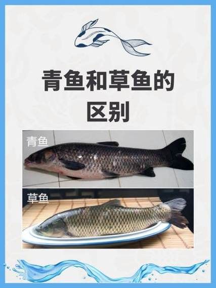 鲩鱼是草鱼吗_鲩鱼与草鱼区别-第1张图片-山城妙识