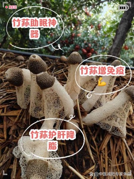 竹荪怎么做好吃_竹荪的功效与作用-第2张图片-山城妙识