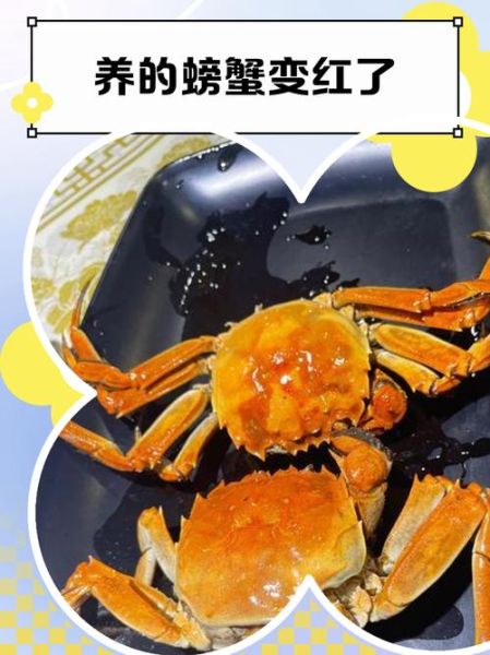 吃螃蟹起红疙瘩是怎么回事_吃螃蟹过敏图片-第2张图片-山城妙识 吃螃蟹起红疙瘩是怎么回事_吃螃蟹过敏图片-第2张图片-山城妙识