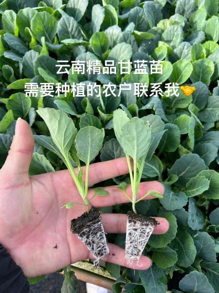甘蓝菜什么时候种最合适_甘蓝菜种植方法步骤-第2张图片-山城妙识 甘蓝菜什么时候种最合适_甘蓝菜种植方法步骤-第2张图片-山城妙识